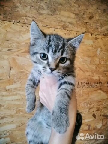 Прелестные котята