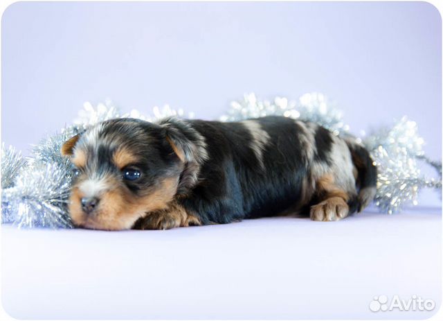 Блю мерле мальчик яркого окраса