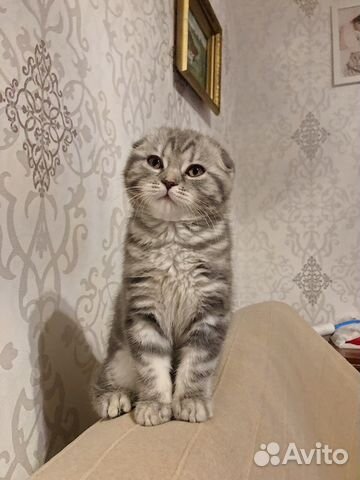 Шотландские вислоухие котята