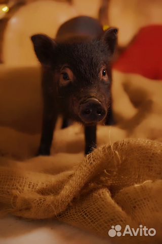 Мини пиг свинка продаётся
