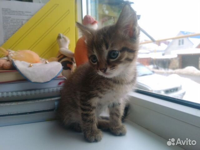 Котенок Астроном для верящих в сказку