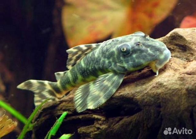 Номерные сомы L-127 Анцистрина