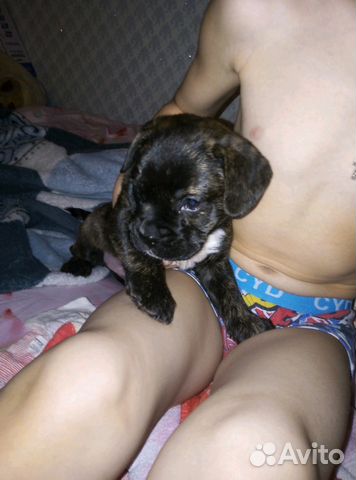 Щенок французский бульдог