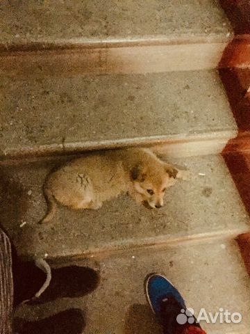 Очаровательный щенок