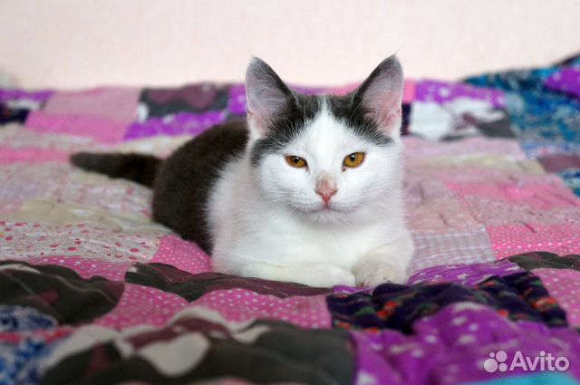 Чудесный котенок костик в добрые руки