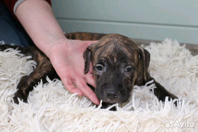 Продам щенков питбулей