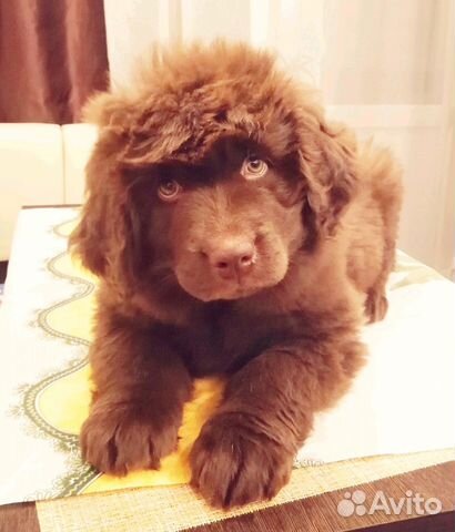 Ньюфаундленд