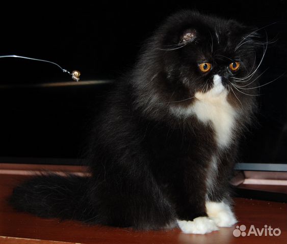 Персидский котенок