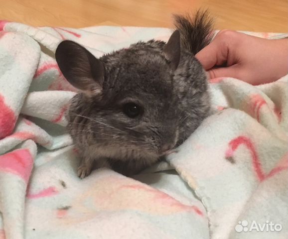 Шиншилла самец (4 мес.)