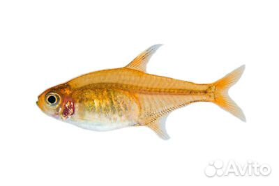 Отдам рыб тетра Аманда