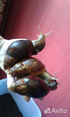 Продам улитки "Ахатины"