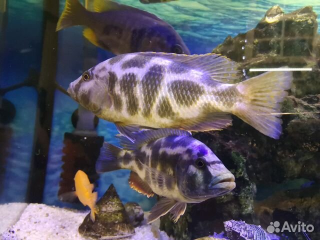 Цихлида Ливингстона