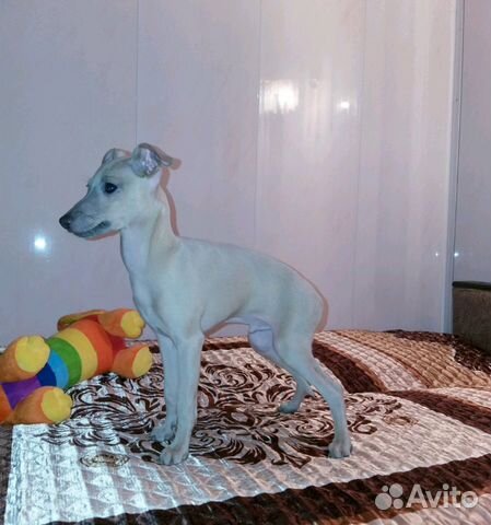 Изабелловый щенок левретки