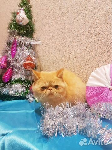 Красное чудо