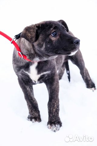 Тигровая красавица Зара, 3 мес, в дар