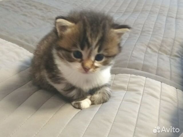 Пушистые подарочки на Новый год