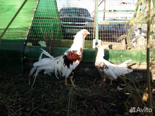 Инкубационное яйцо редких кур и перепелов