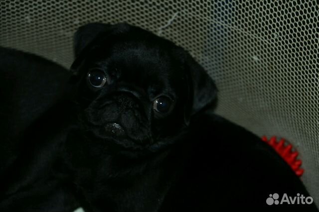 Красавица мопсик