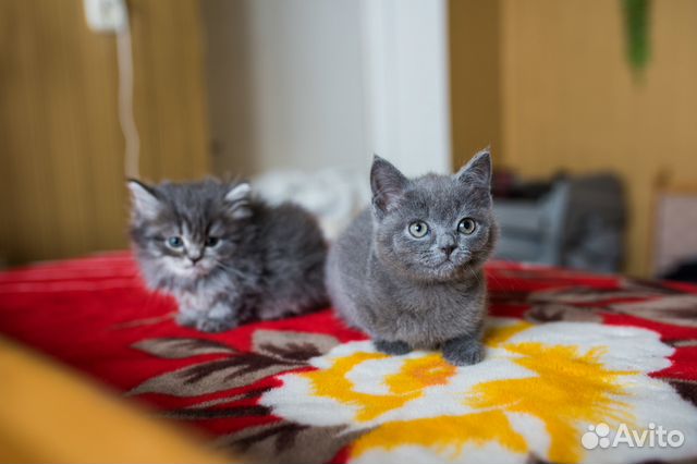 Шотландские кошечки
