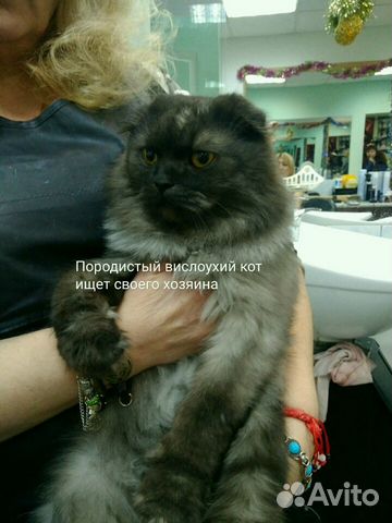 Кот вислоухий