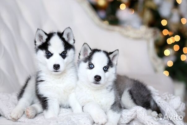 Хасята Голубоглазые