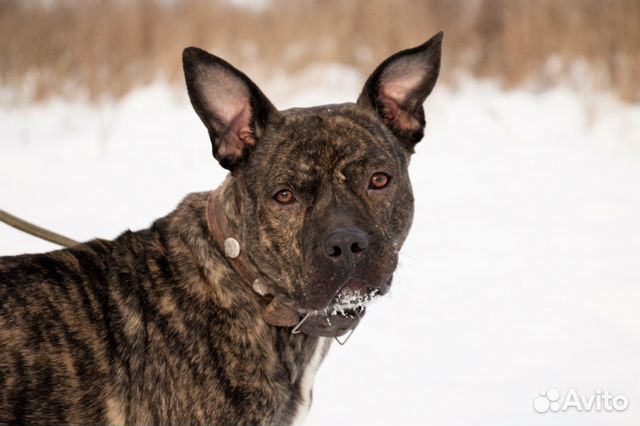 Тигровый красавец в добрые руки