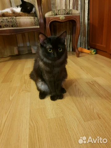 Котенок девочка 5мес привита, стерилизованна