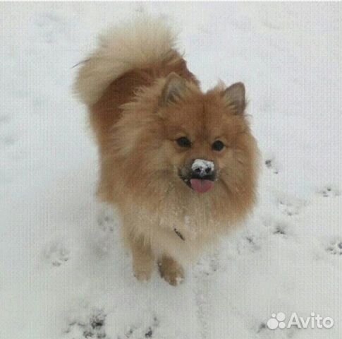Отдам в добрые руки