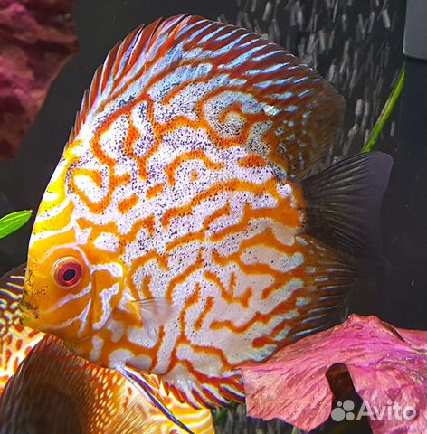 Продаются дискусы и стурисома