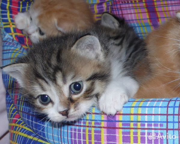 Котенок метис мальчик 1 месяц