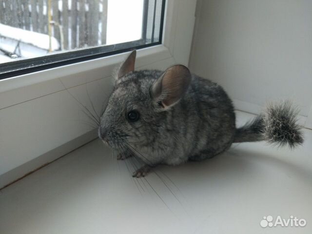 Продается шиншилла