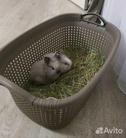 Кролики декоративные