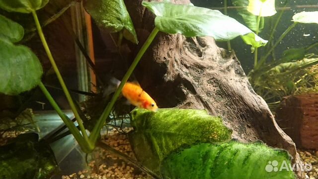 Три золотые рыбки кометы