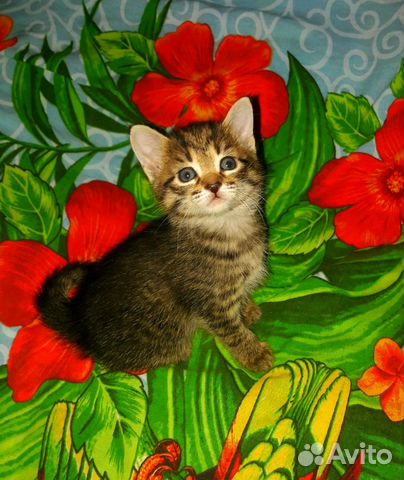 Шикарная Восточно - Европейская девочка