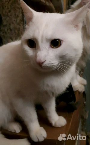 Белый кот