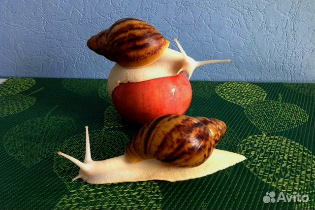 Улитки Архахатины