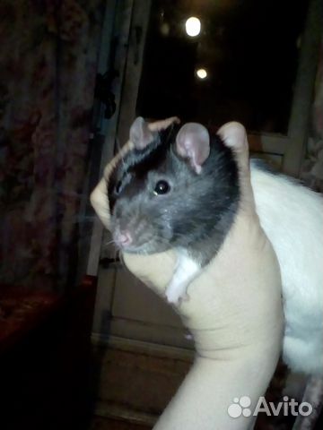 Отдам даром. бесплатно молодого крысика