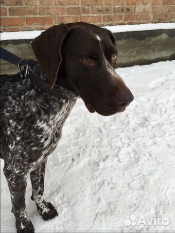 Найден кобель курцхаара