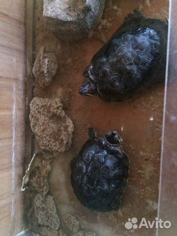 Черепашки-ниндзя водяные