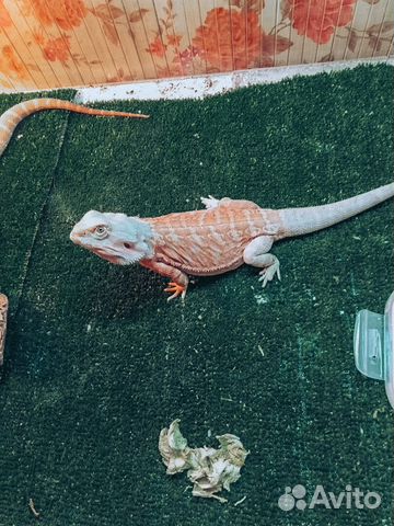 Бородатая агама