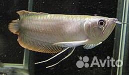 Арована Американская