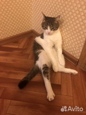 Кот Микки в самые добрые ручки