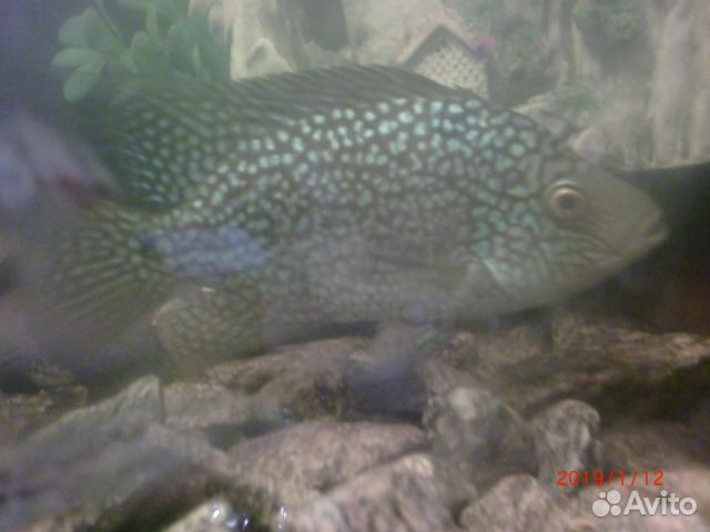 Продажа аквариумных рыб