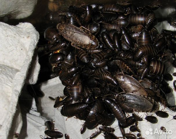 Мраморные тараканы