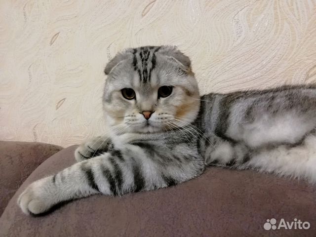 Вязка