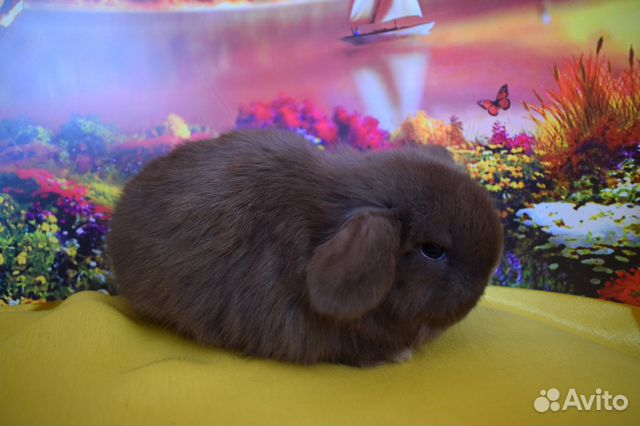 Кролик карликовый из питомника