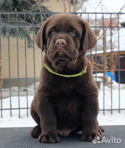 Чёрные и шоколадные лабрадорчики
