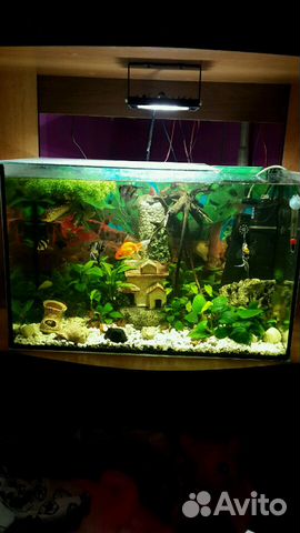 Аквариум 75 л все отдам как на фото