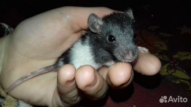 Продам крысят