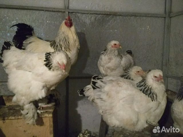 Петухи брама